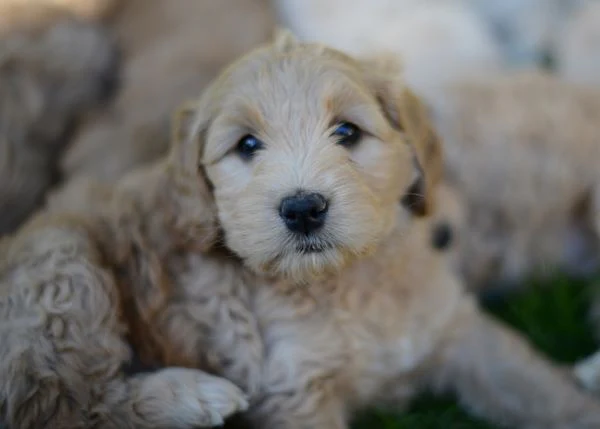 Labradoodles tuzic