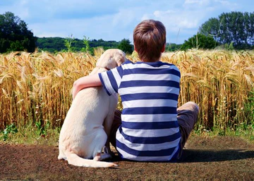 Labrador retriver i decak