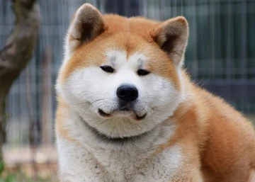Akita inu u HD formatu