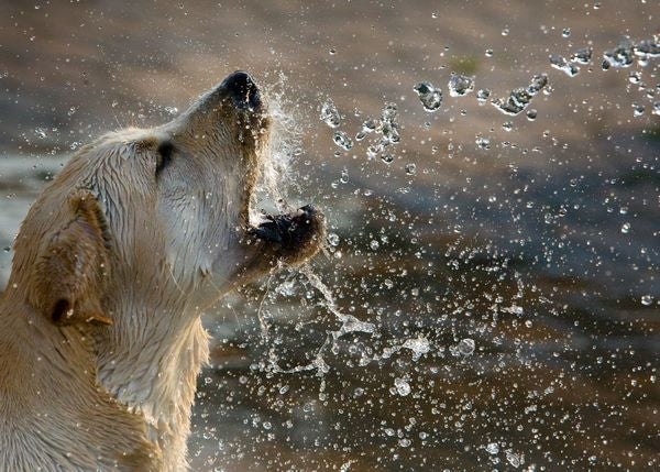 Zlatni retriver prska se sa vodom