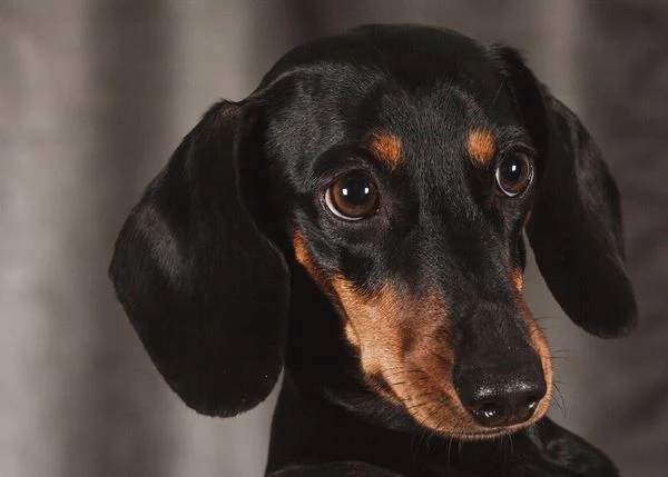 Dachshund gleda u stranu