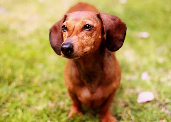 Dachshund umiljat