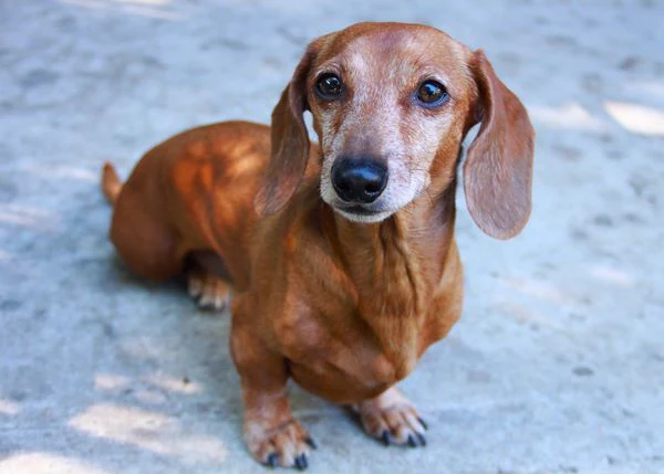 Dachshund trbuh