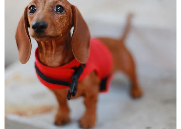 Dachshund crvena