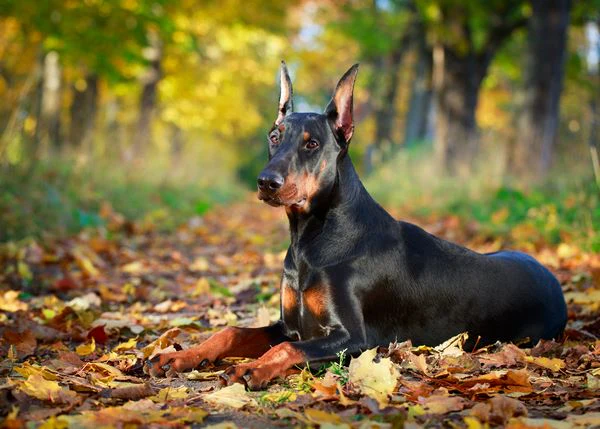 Doberman na stazi