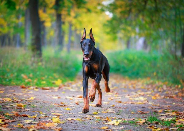 Doberman trci