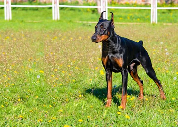 Doberman spreman