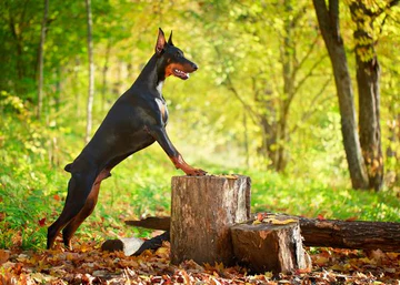 Pinscher suma