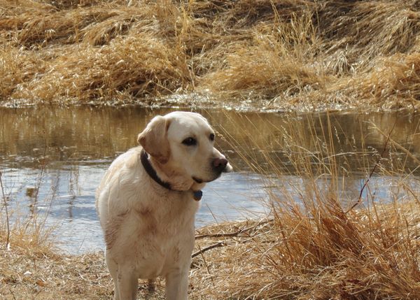 Labrador retriver jezero