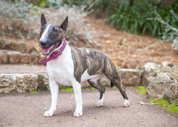 Bul terijer pink