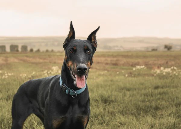 Pinscher grad