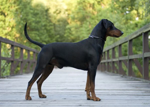 Pinscher most