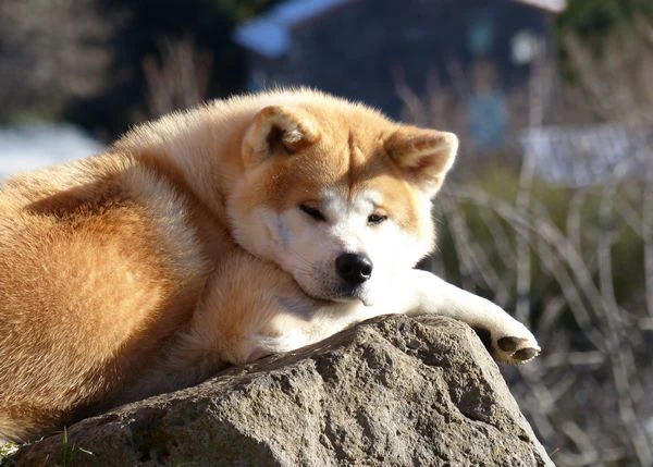 Akita inu na steni