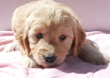 Goldendoodles rozedo