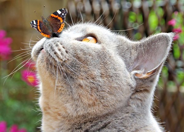 Skotska macka sa leptirom