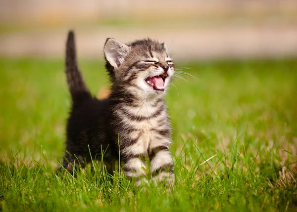 Mala maca se smeje