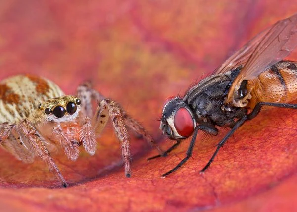 Insekti crvena podloga