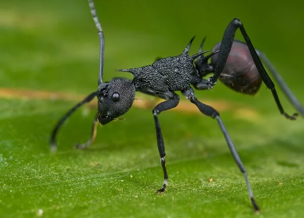 Mrav crni