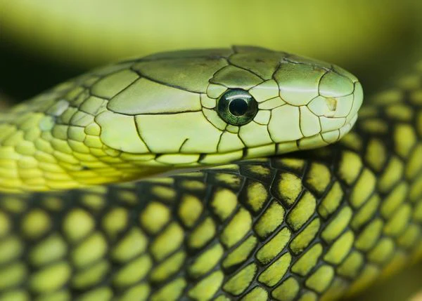 Zmija zelena izbliza