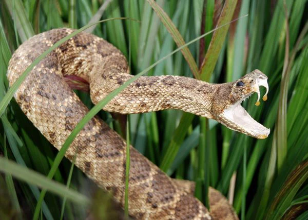 Zmija u travi otvorenih usta