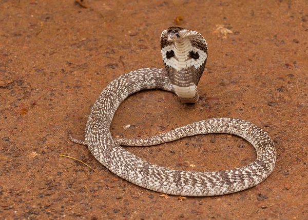 Zmija kobra na pesku