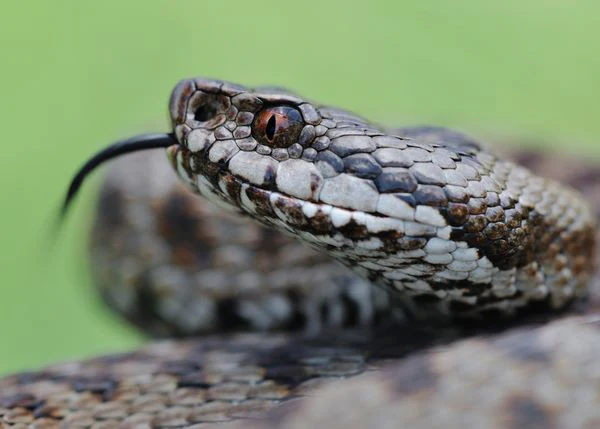 Zmija crna isplazenog jezika