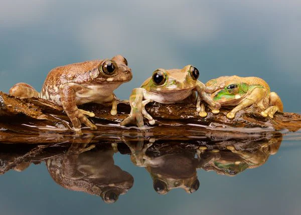 Zaba uzivanje na vodi