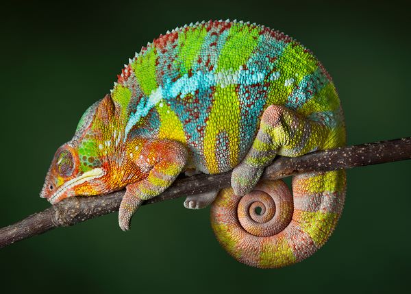 Kameleon boja kameleona
