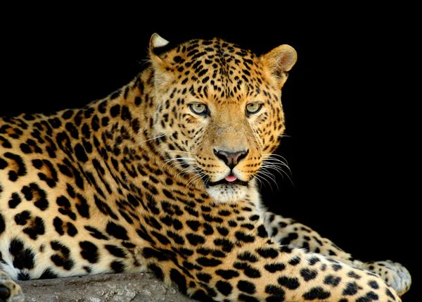 Leopard zenka