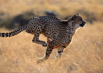 Gepard trci brzo