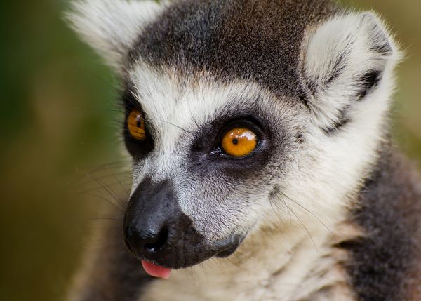 Lemur i jezik