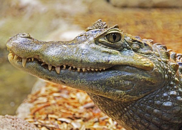 Krokodil zubi