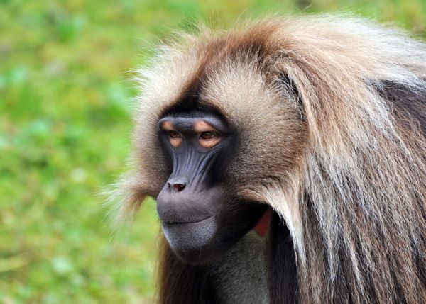 Majmun Baboon