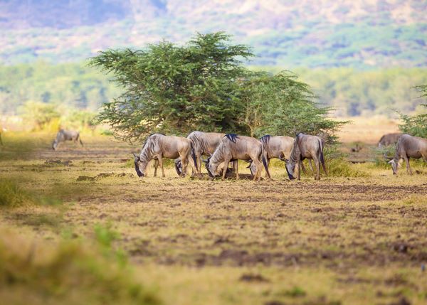 Antilope pasu