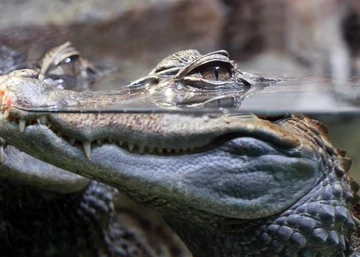 Krokodil do pola u vodi