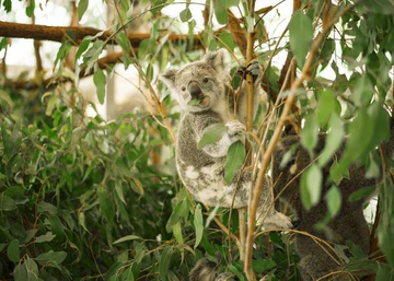 Koala u vrtu