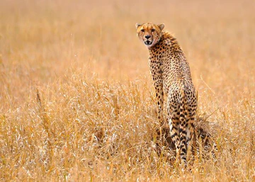 Gepard otpozadi