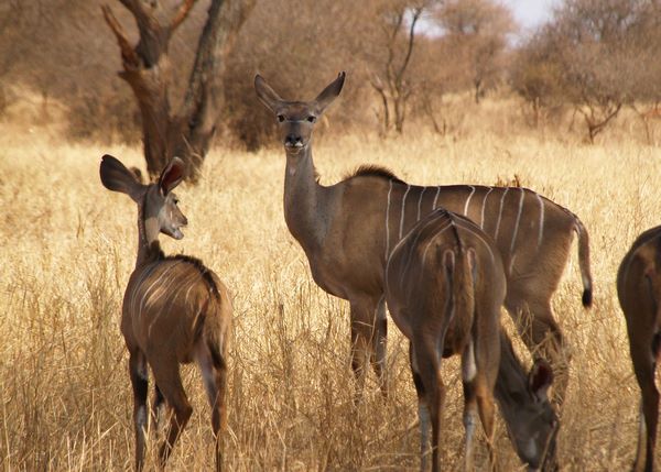 Antelope ispod drveta