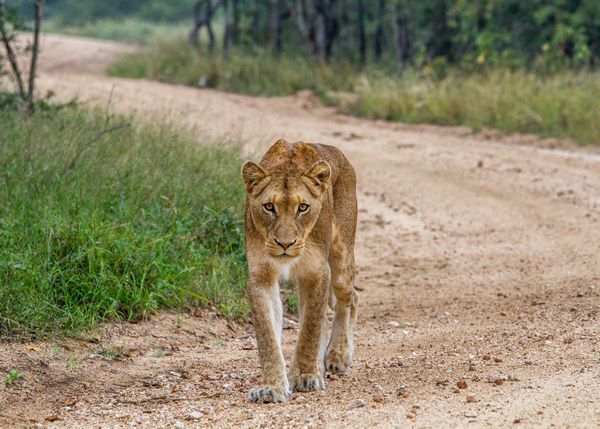 Lav na putu se krece polako