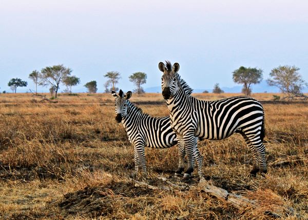 Zebra majka i cerka