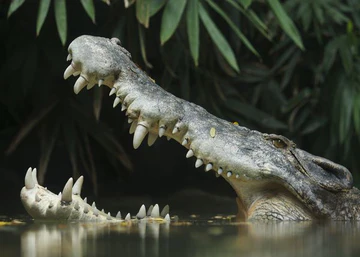 Krokodil otvorena usta