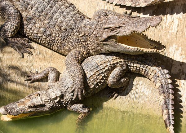Krokodil zagrljaj