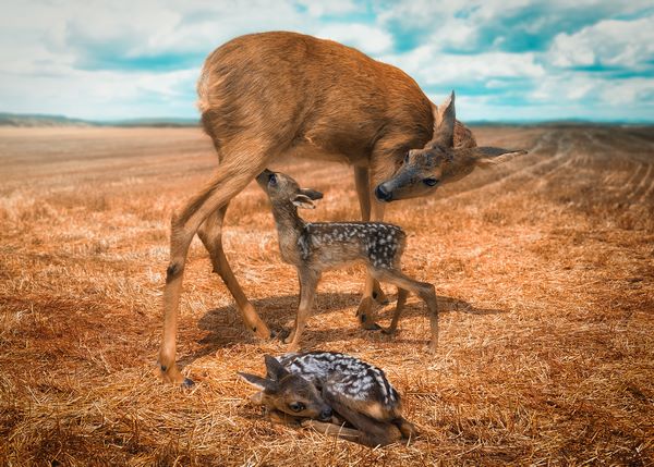 Antilope velika i male