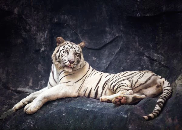Beli tigar na steni
