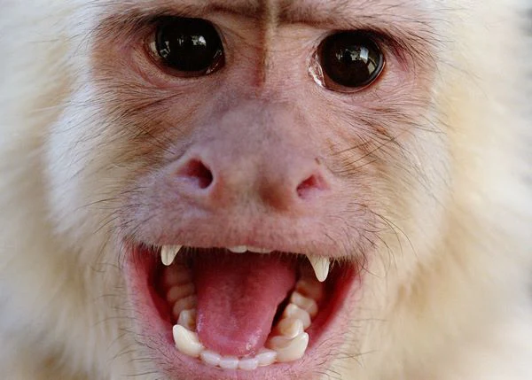 Majmun se dere