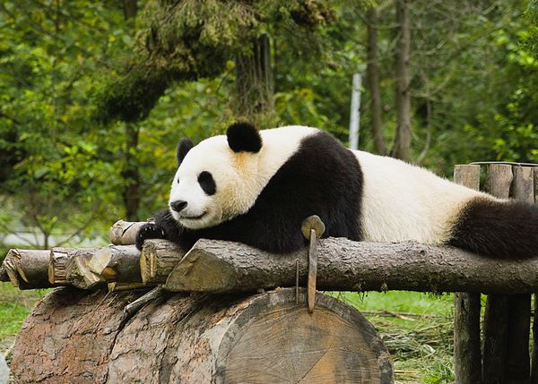 Panda spava na stablu