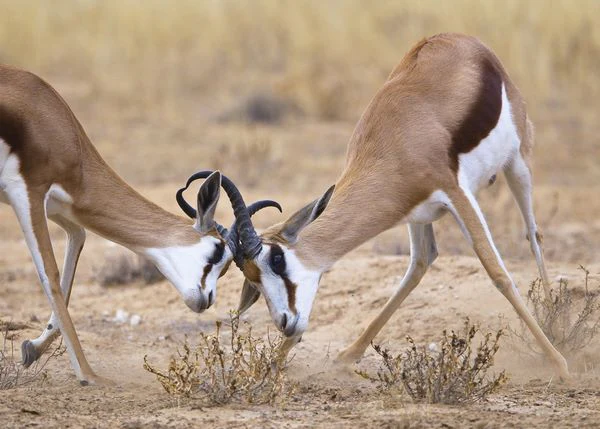 Antilope male se bore