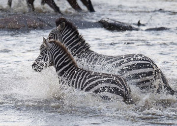 Zebra plivaju