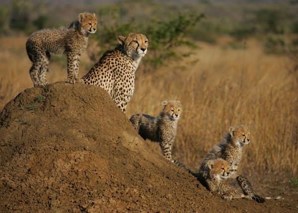 Gepard porodicna
