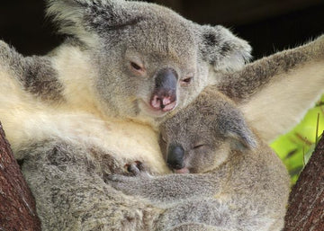 Koala sa bebom